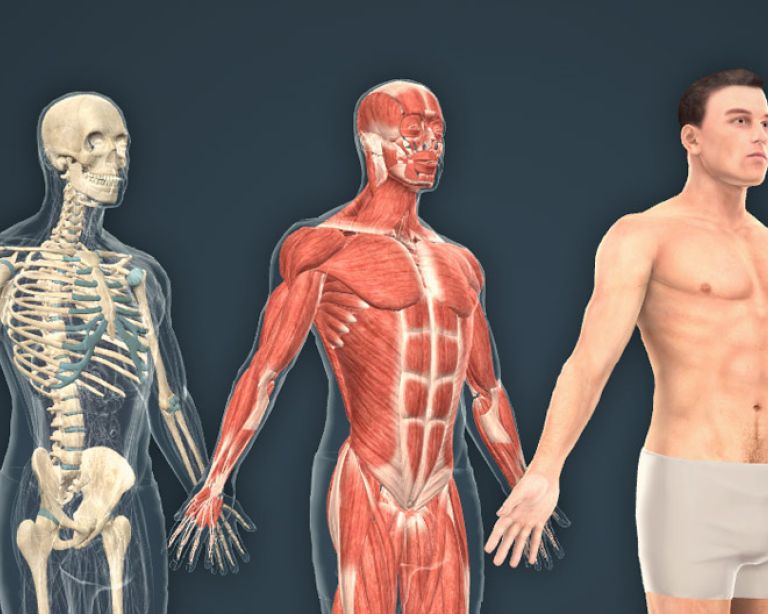 Anatomía e interpretación de imágenes - Curso regular